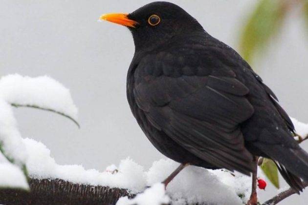 Giorni della Merla, sai perché si chiamano così? | Leggenda e significato